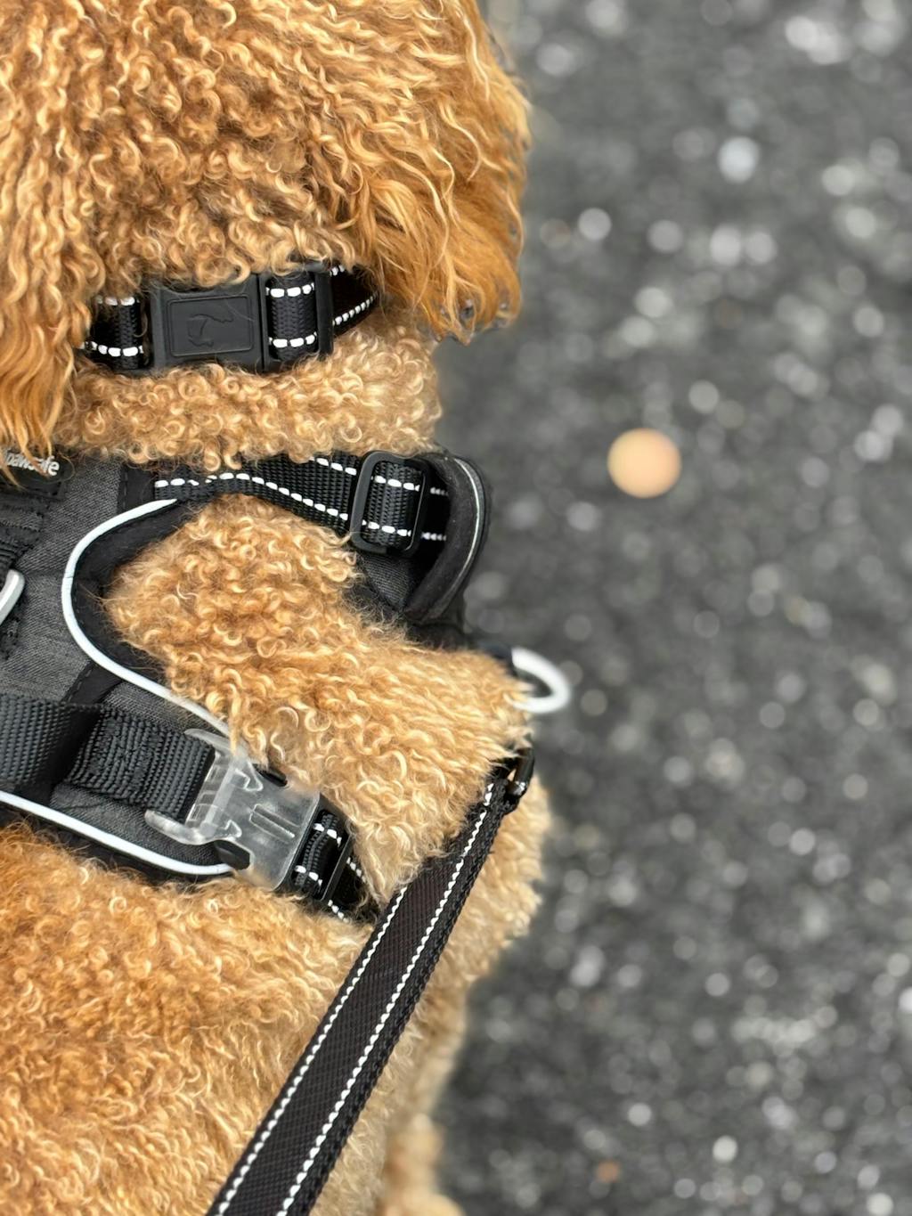 PawSafe® No Pull Dog Harness - No Choke and Prevents Pulling