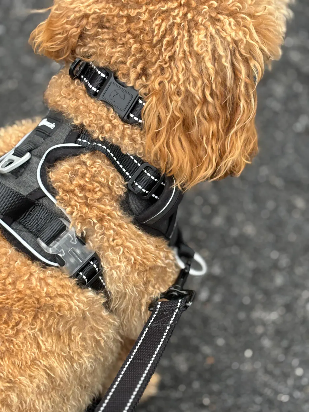 PawSafe® No Pull Dog Harness - No Choke and Prevents Pulling