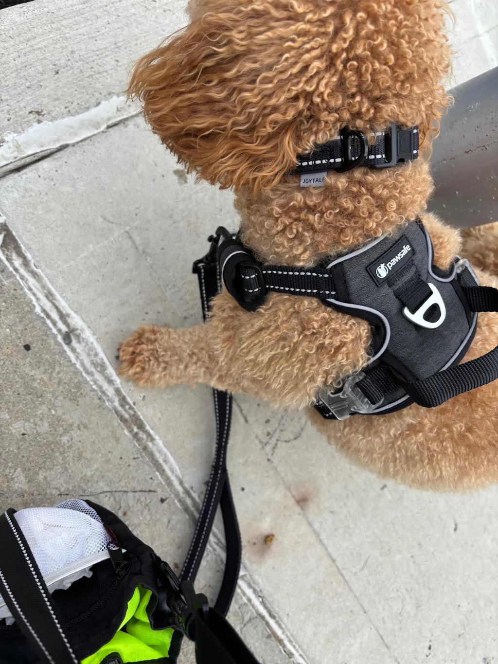 PawSafe® No Pull Dog Harness - No Choke and Prevents Pulling