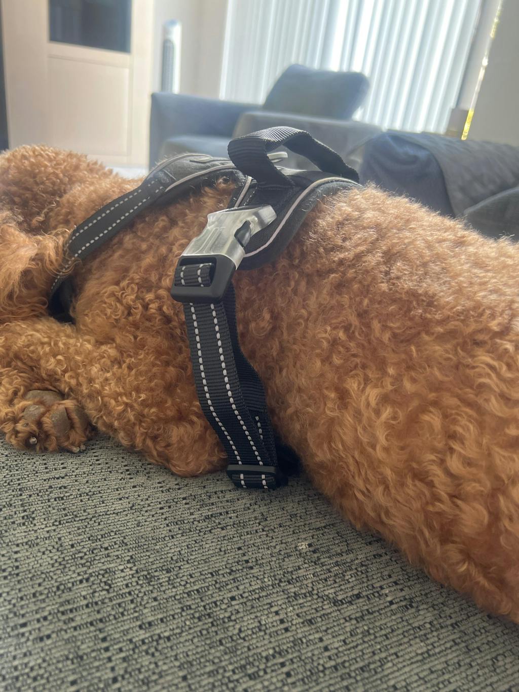 PawSafe® No Pull Dog Harness - No Choke and Prevents Pulling