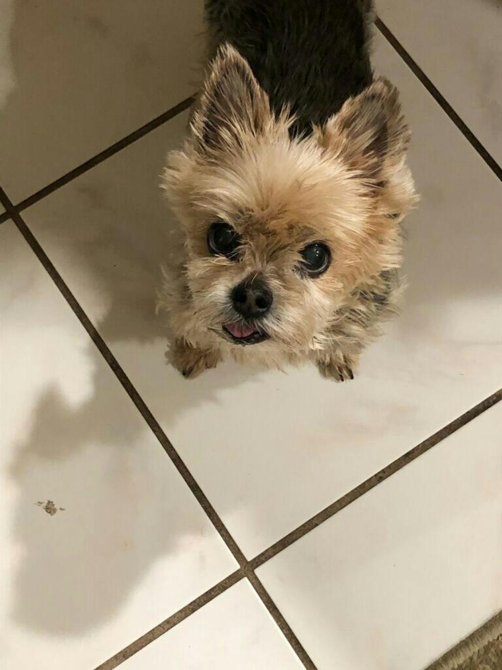 Human Belongs To Dog Version 2 - Personalized Custom Unisex T-shirt ...