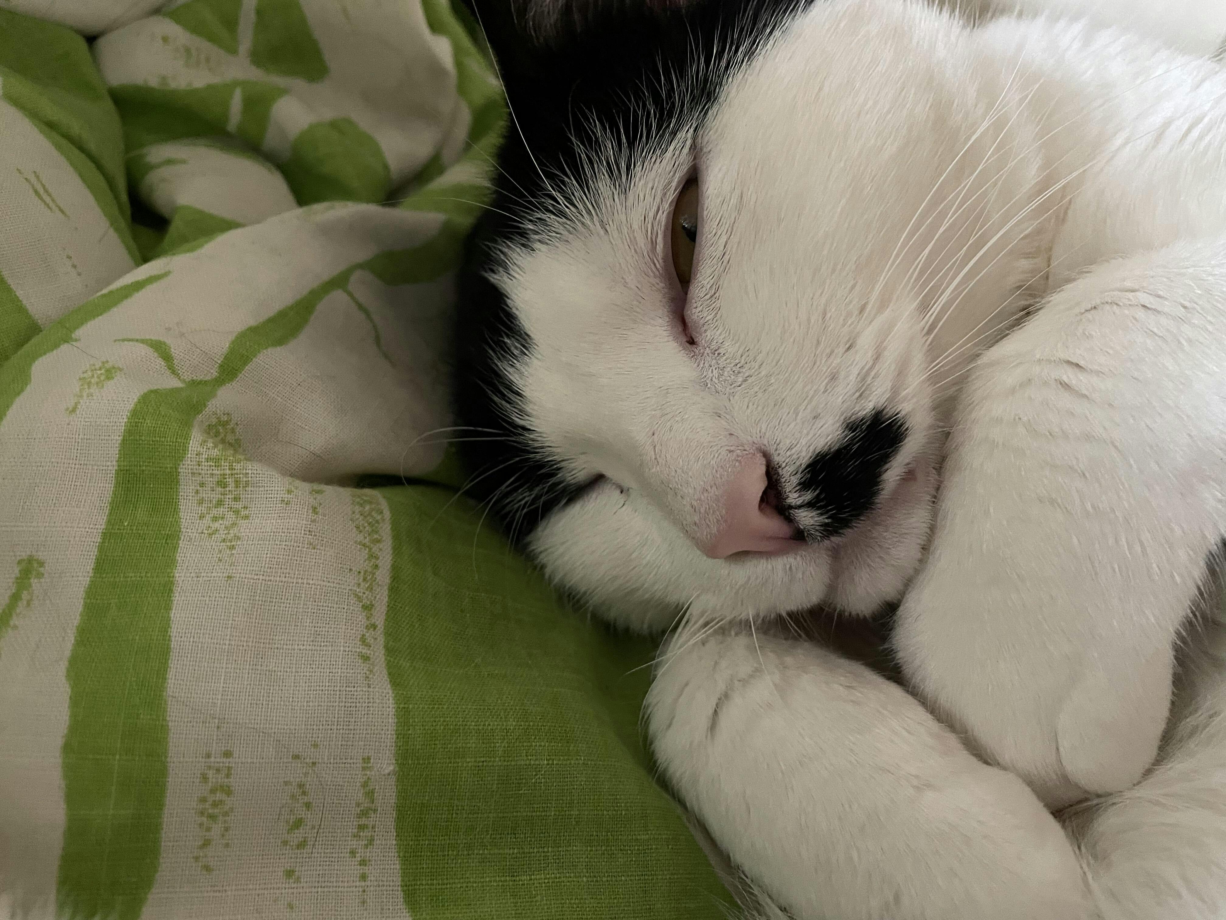 Sleeping Cat Sleepshirt - Personalized Custom Unisex T-shirt – Pawsionate