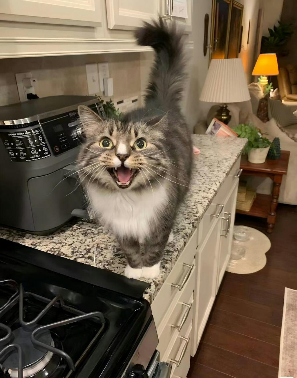 When Do Cats Shed the Most? Spring & Fall Molts (2025 Beginner Guide ...