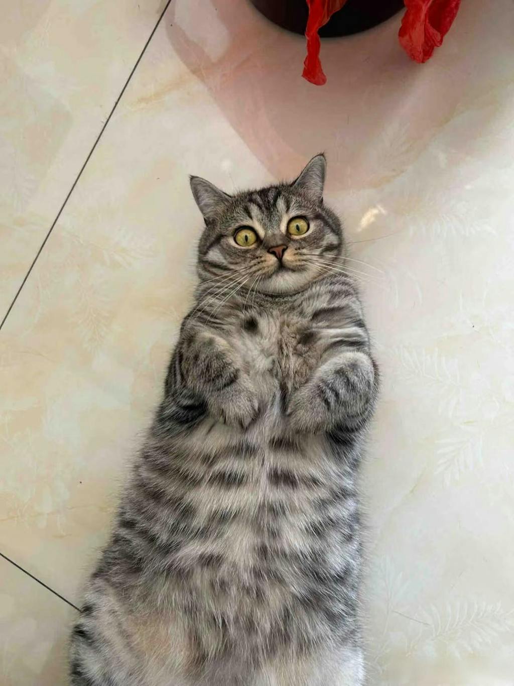 When Do Cats Shed the Most? Spring & Fall Molts Beginner Guide – PawSwing®