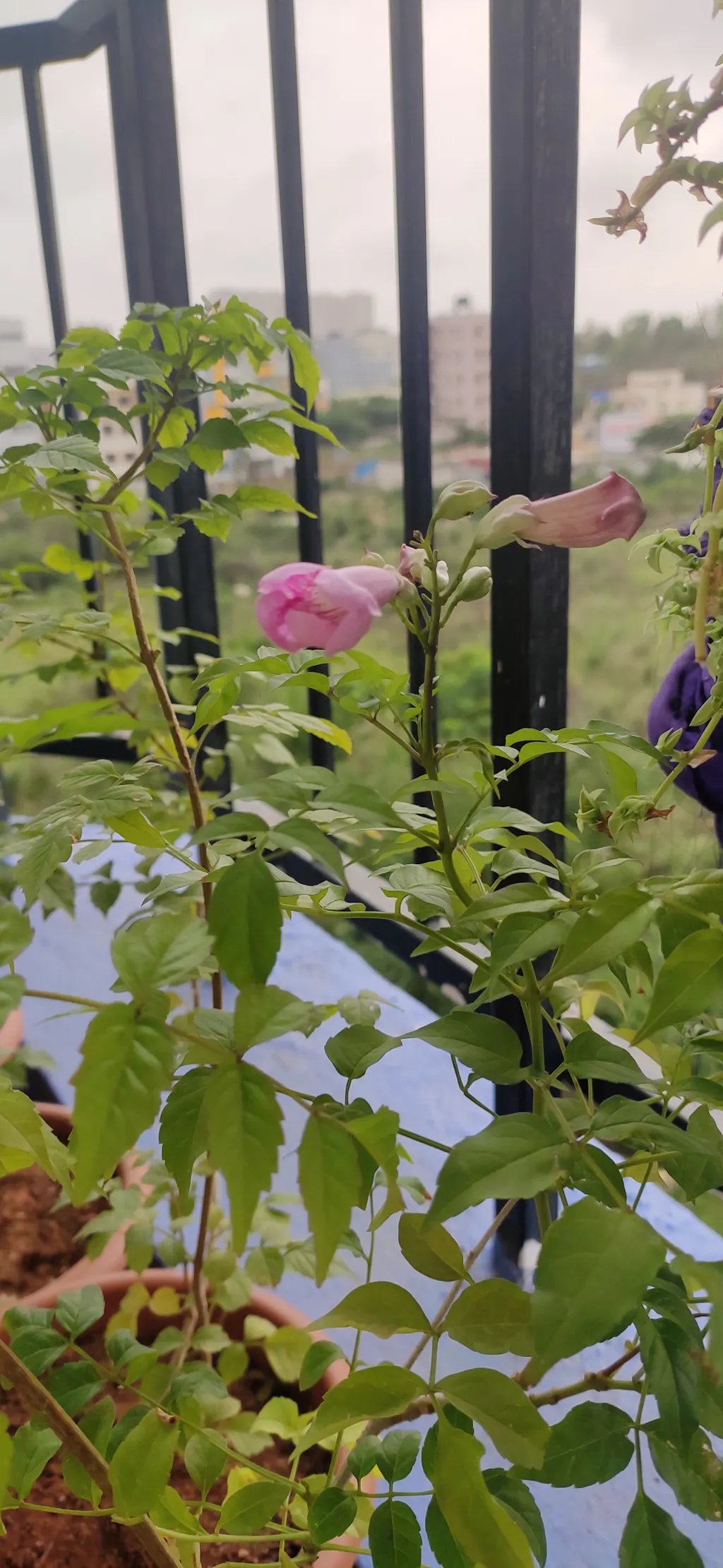 Buy Tecoma Pink | Peppyflora®