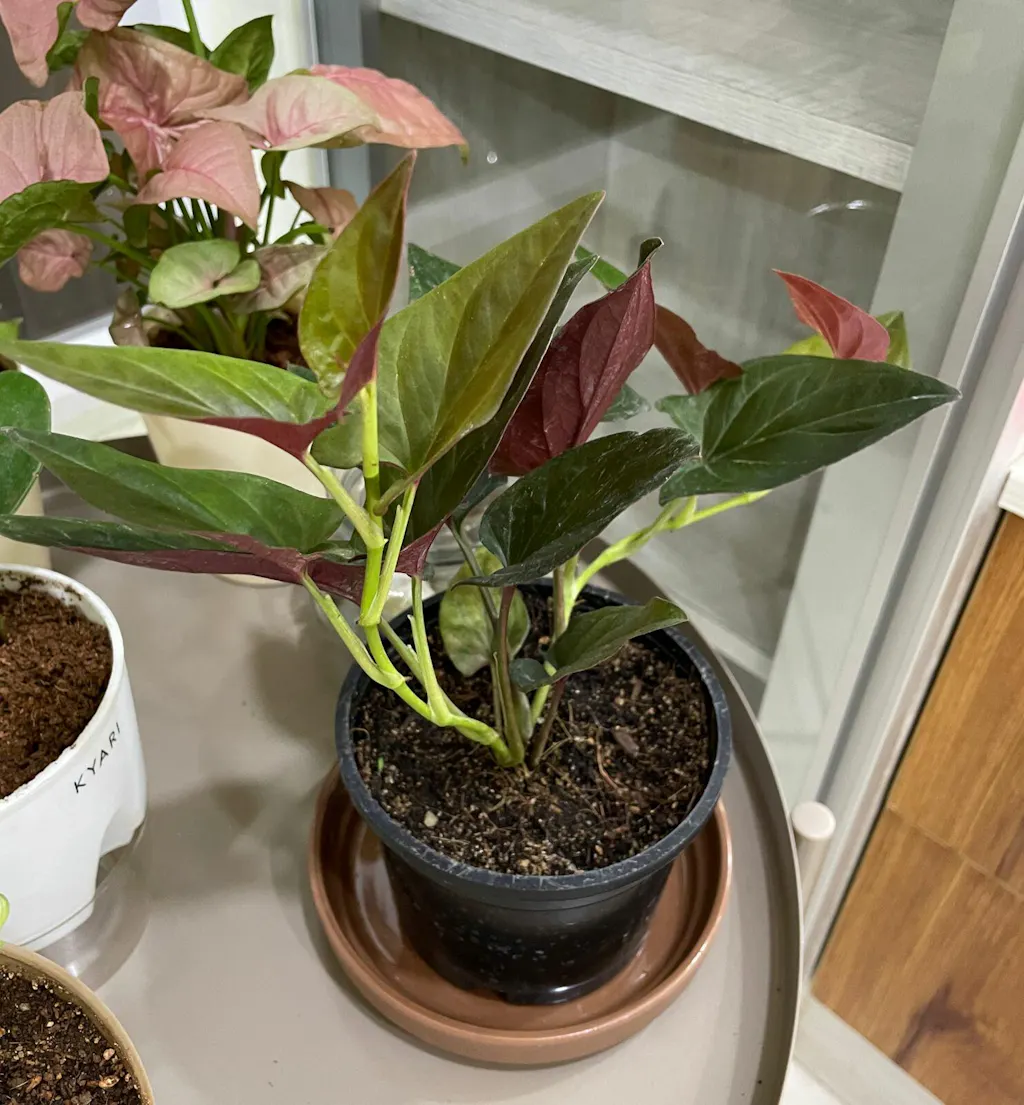 Buy Syngonium Erythrophyllum ‘Red Arrow’ | Peppyflora®
