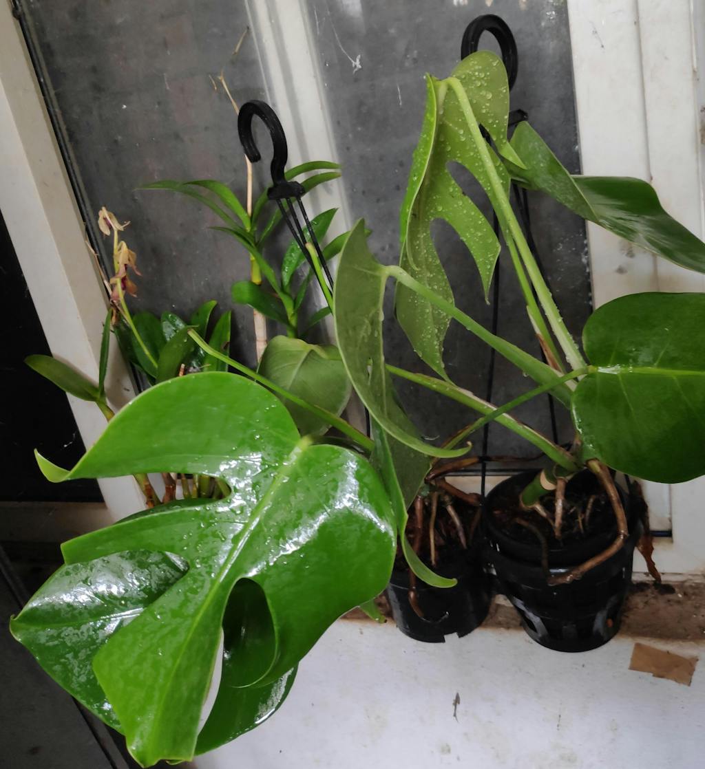 Buy Monstera Borsigiana | Peppyflora®