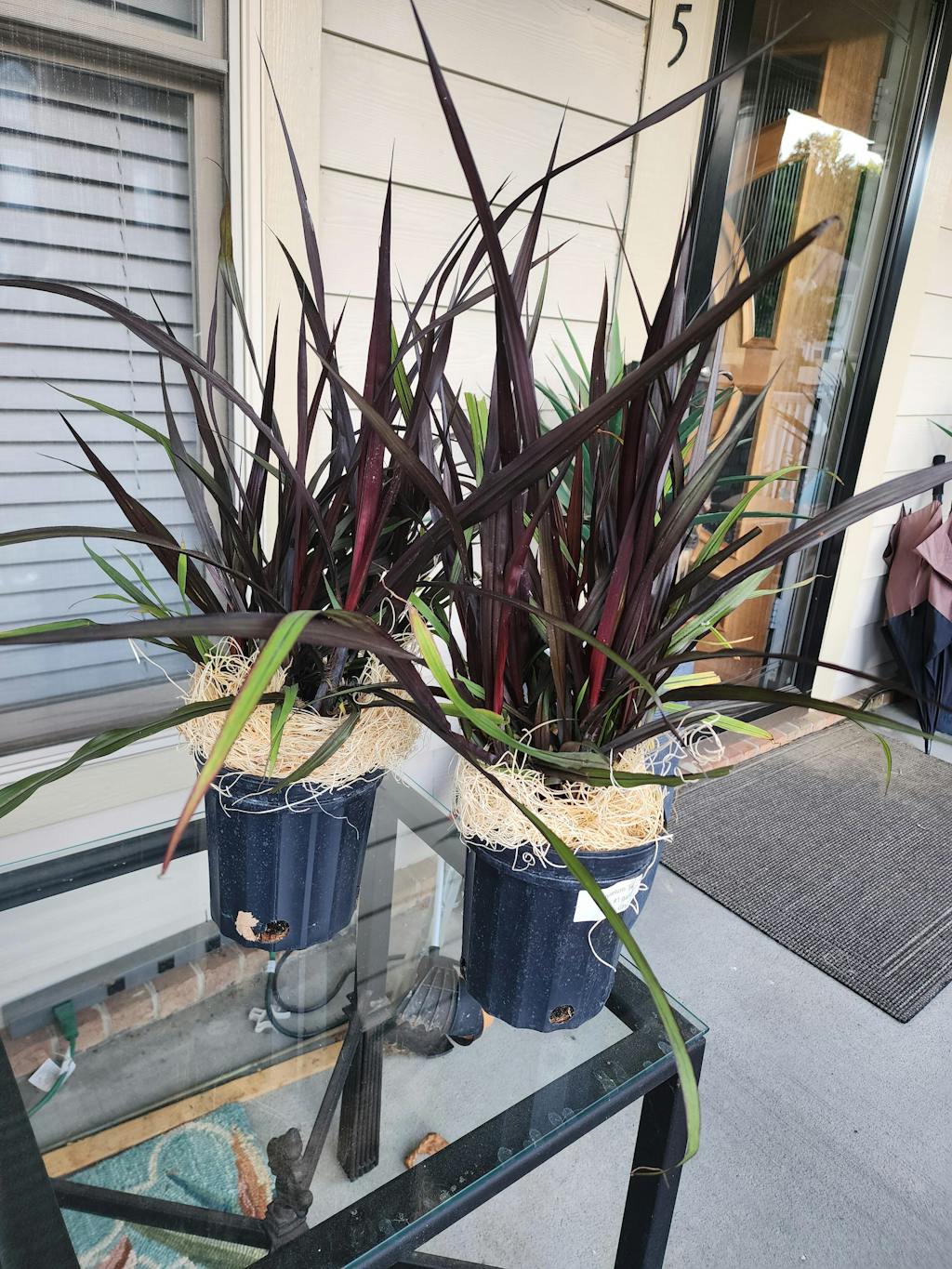 Pennisetum 'First Knight' (Fountain Grass) – Perennial Farm Marketplace