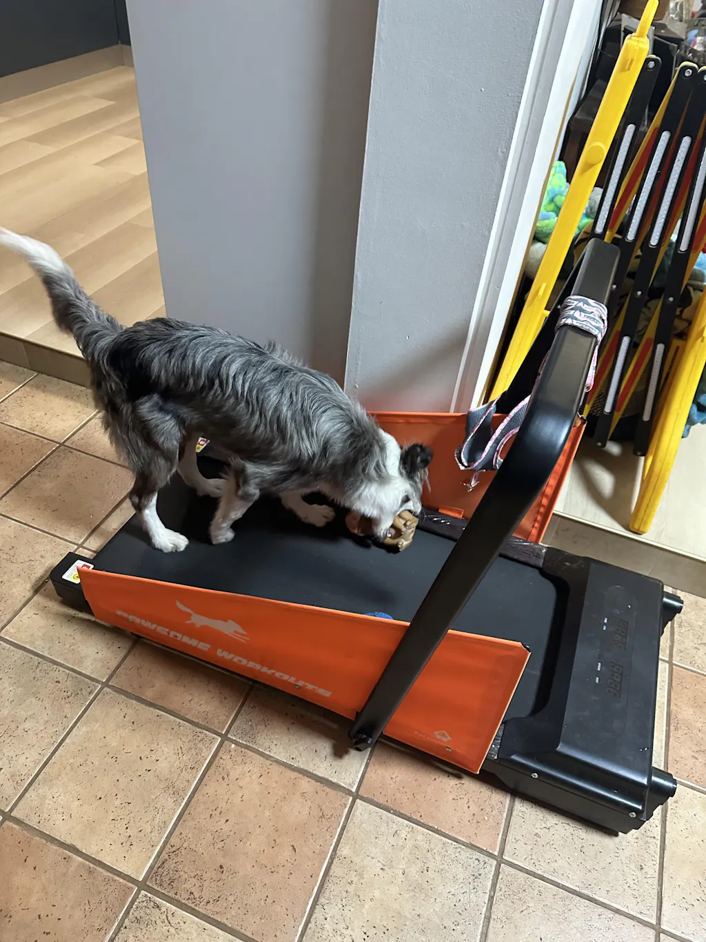 Motorised Dog Treadmill - Adjustable & Foldable | Pet Control HQ