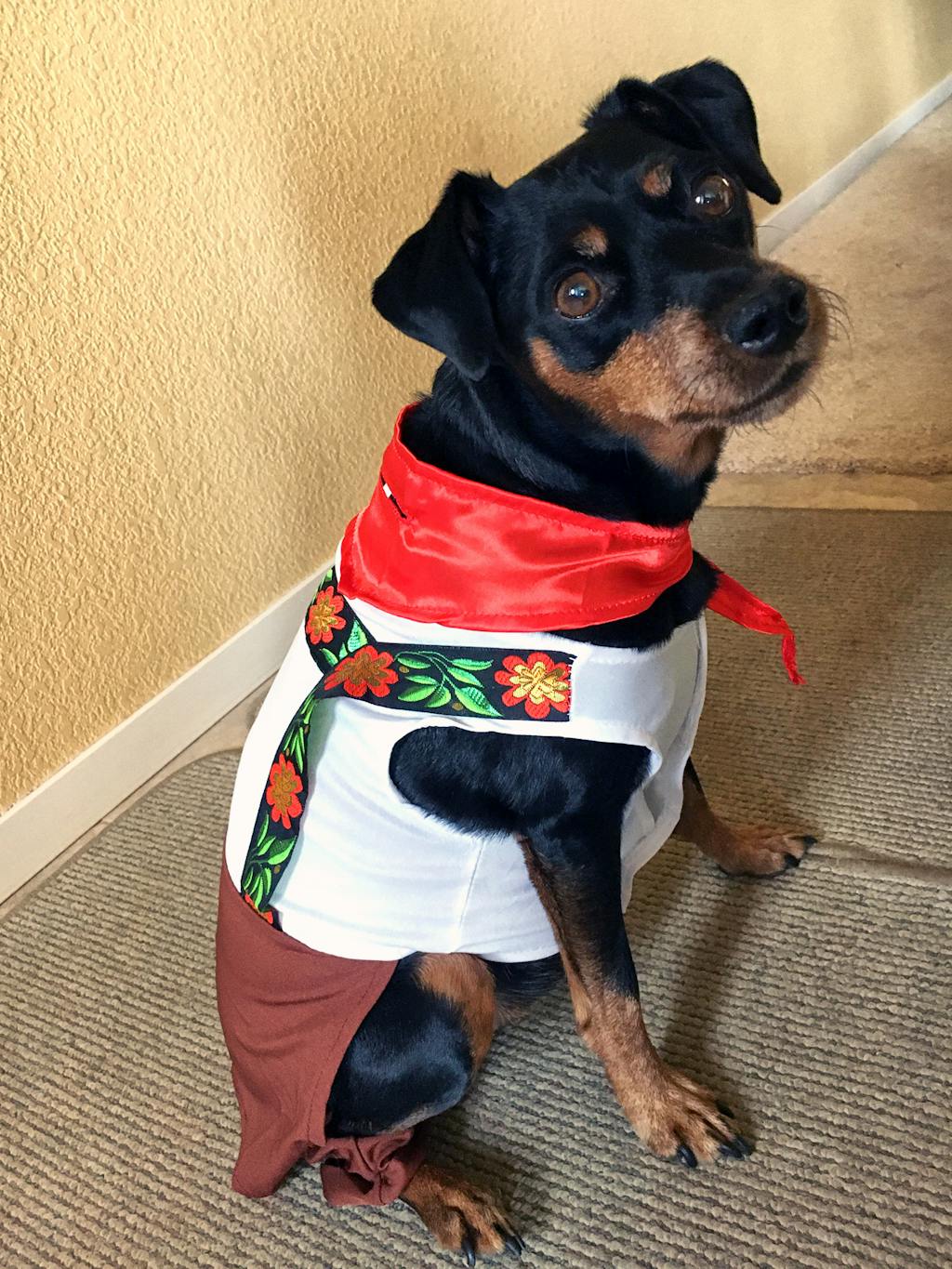 Oktoberfest Lederhosen With Toy Pretzel Deluxe Dog Costume - Pet ...