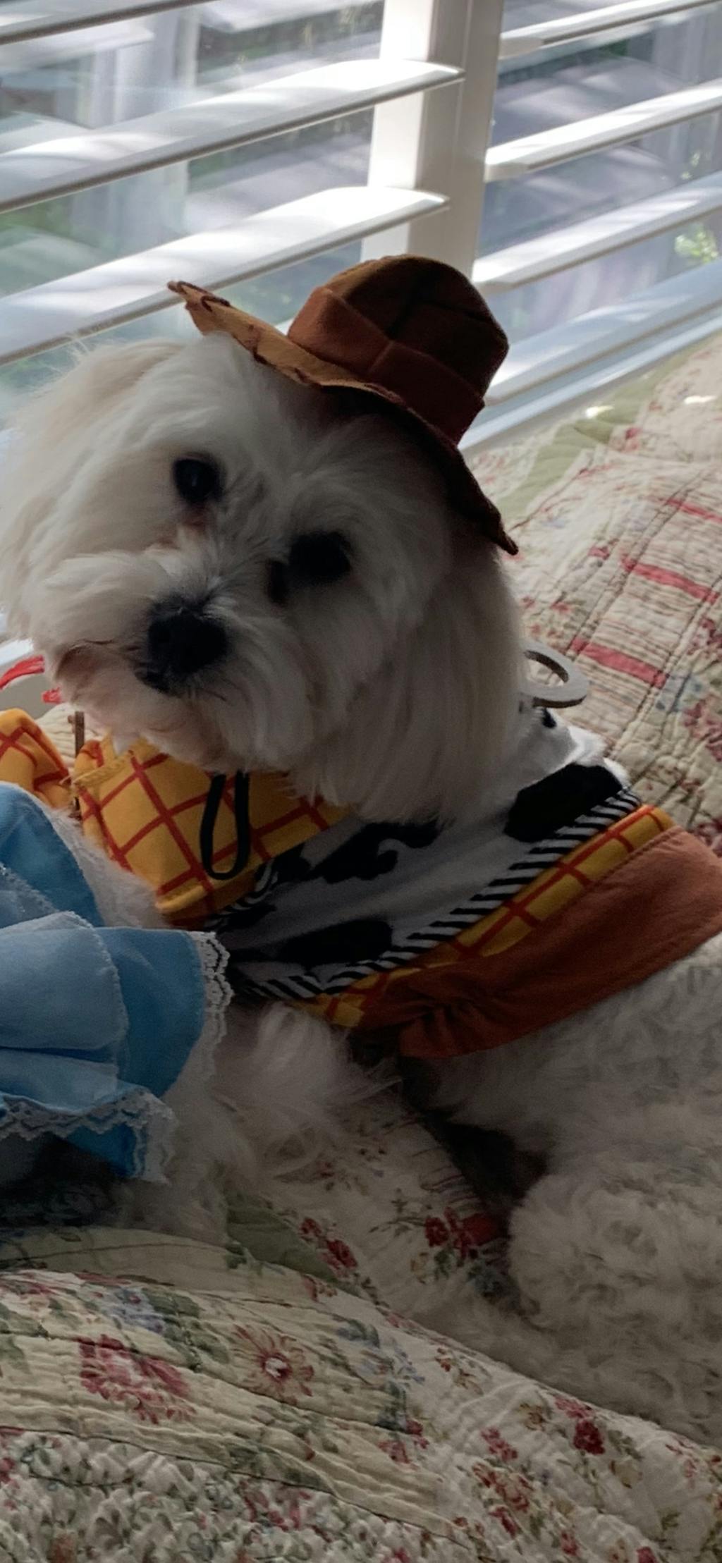 Deluxe Woody Toy Story Dog Costume - Pet Costume Center