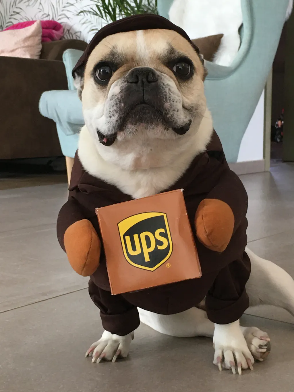 UPS Driver Dog Costume - Pet Costume Center