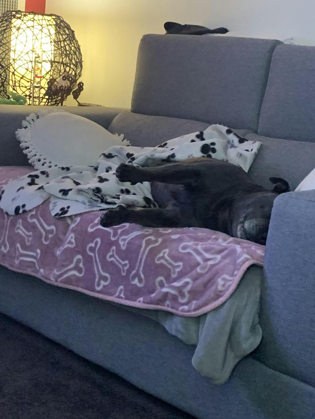 Calming Products for Dogs & Cats – Pet Relief Australia