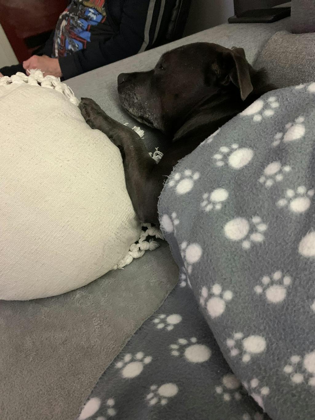 Calming Products for Dogs & Cats – Pet Relief Australia