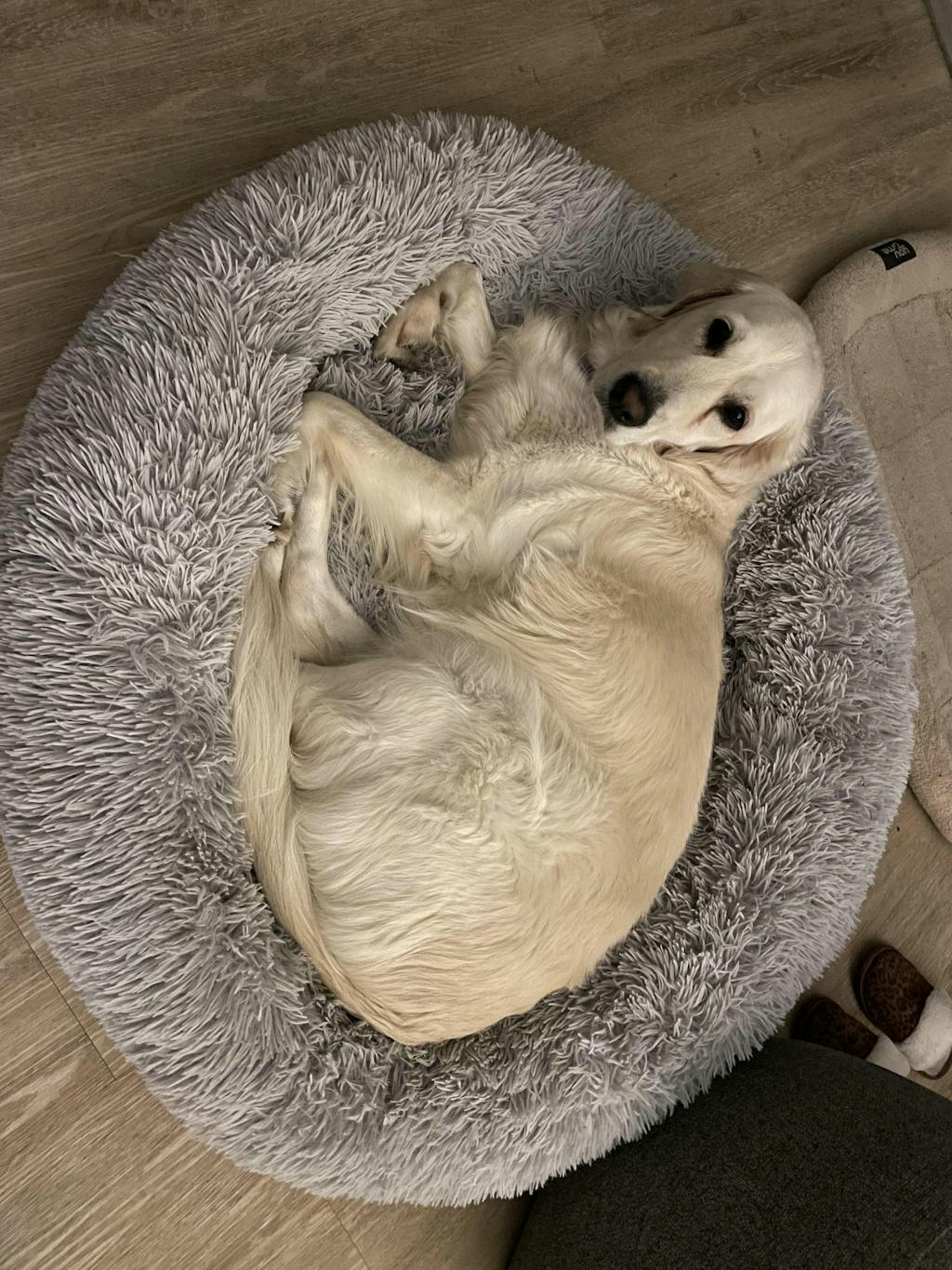 Calming Products for Dogs & Cats – Pet Relief Australia