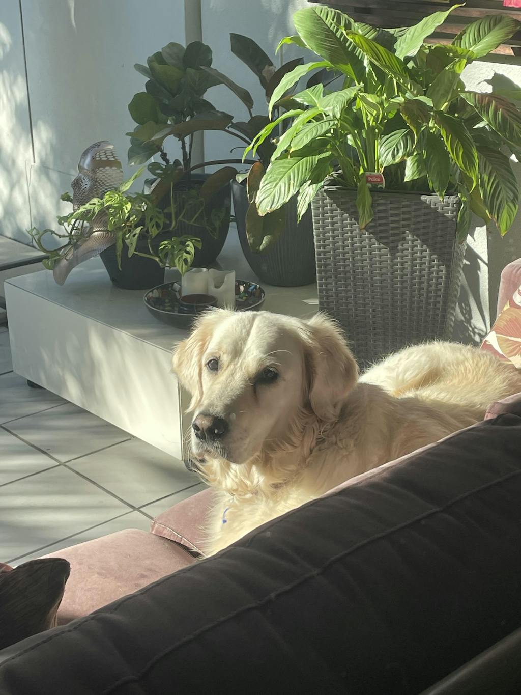 Calming Products for Dogs & Cats – Pet Relief Australia