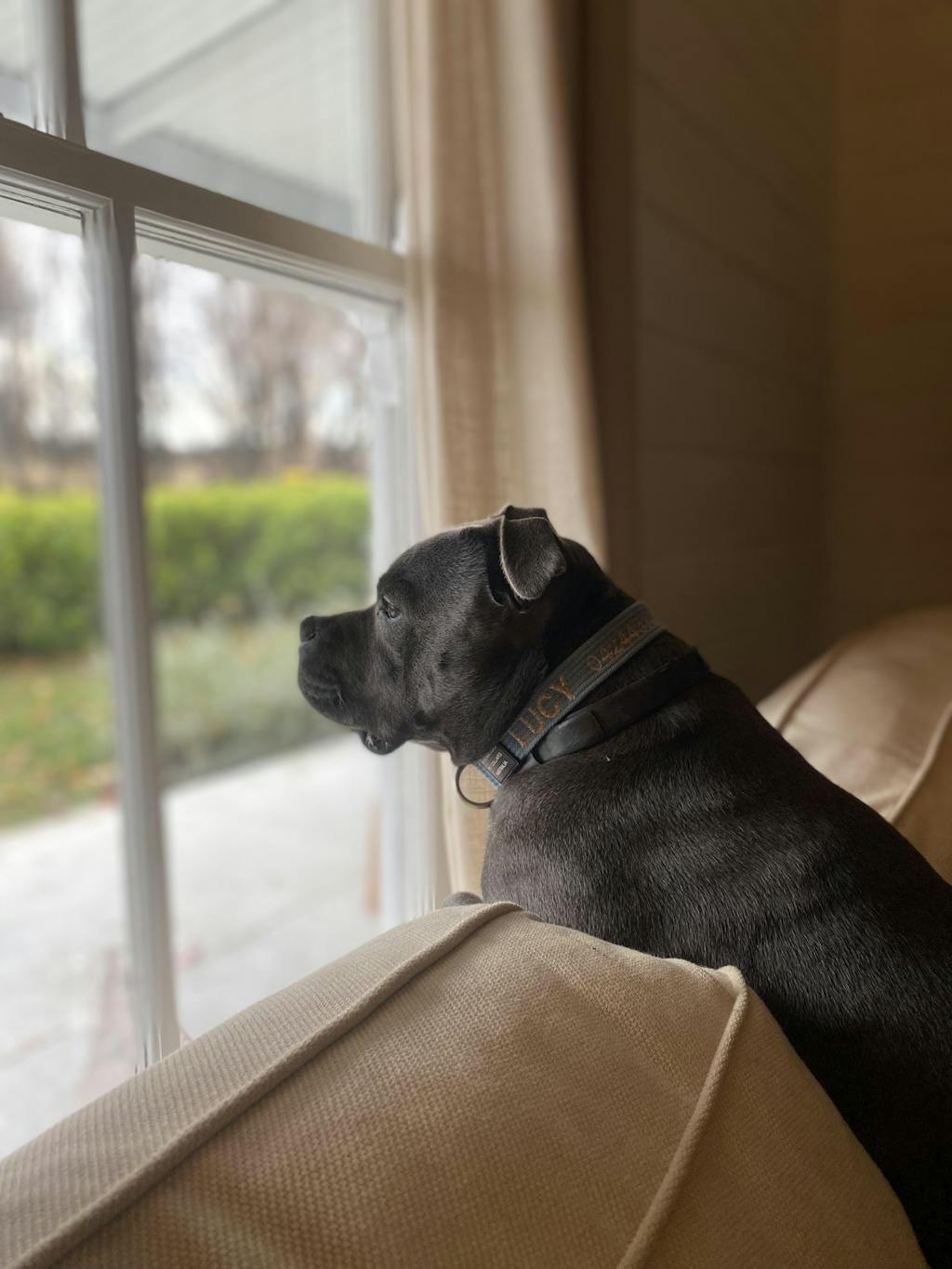 Calming Products for Dogs & Cats – Pet Relief Australia