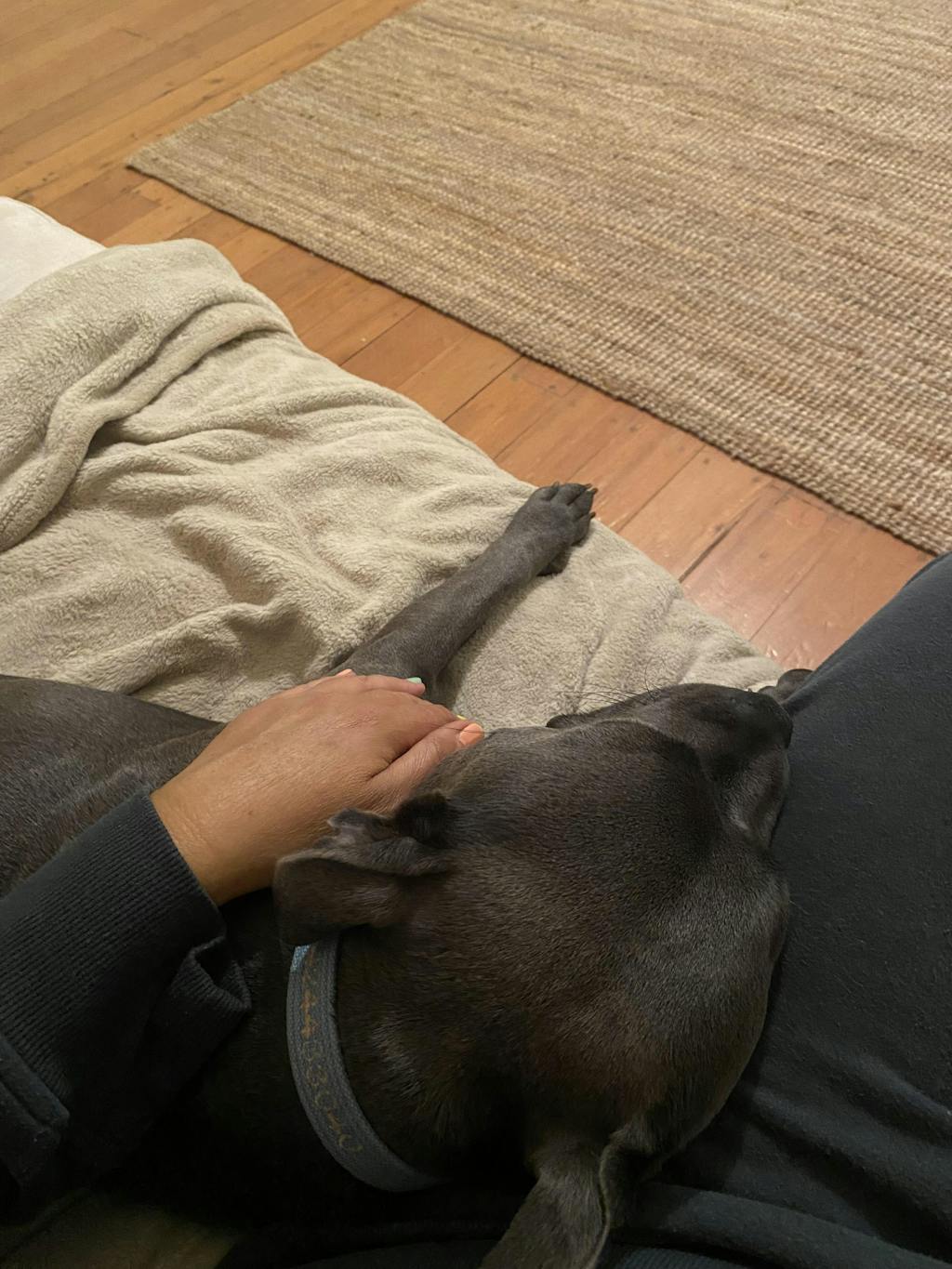 Calming Products for Dogs & Cats – Pet Relief Australia