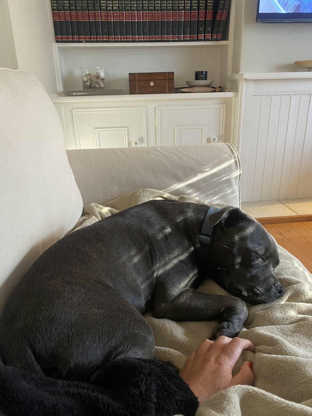 Calming Products for Dogs & Cats – Pet Relief Australia