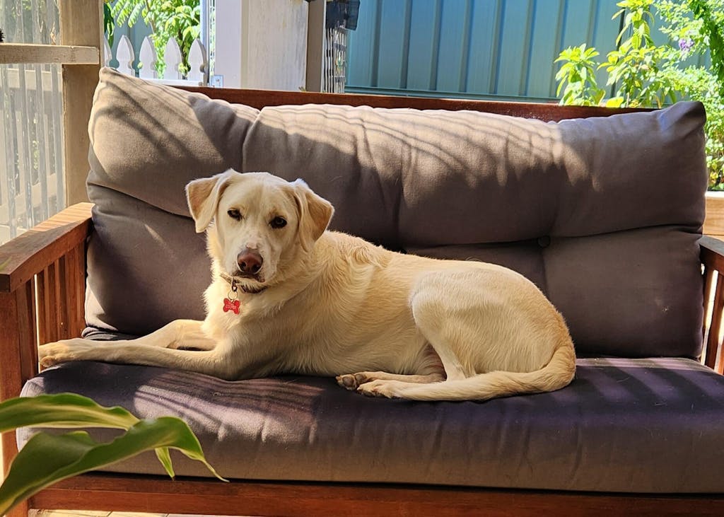 Calming Products for Dogs & Cats – Pet Relief Australia