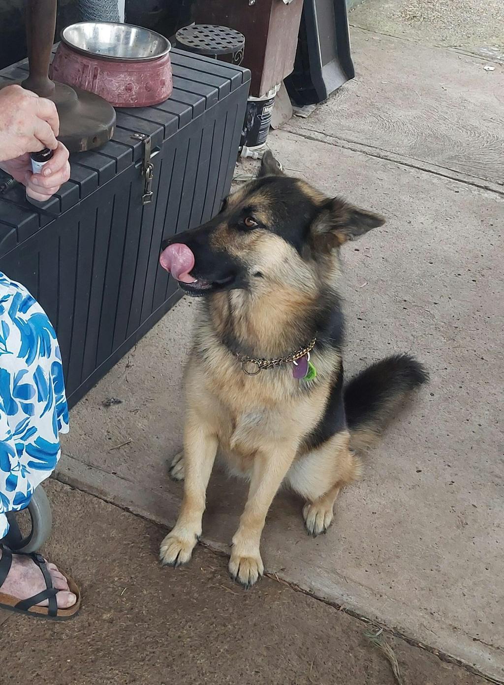 Calming Products for Dogs & Cats – Pet Relief Australia