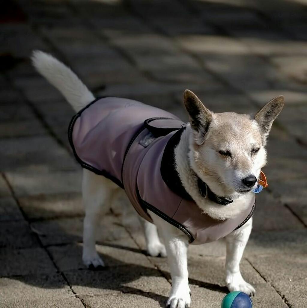 Premium Protein Bundle – Pet Snacks