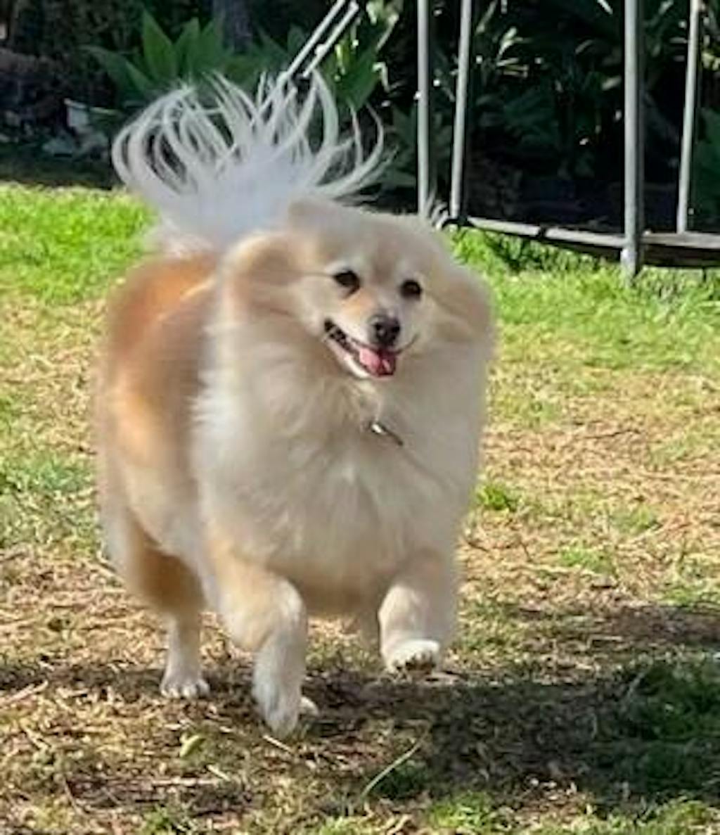 Freeze Dried Beef Gambrel Tendon Dental Chew – Pet Snacks