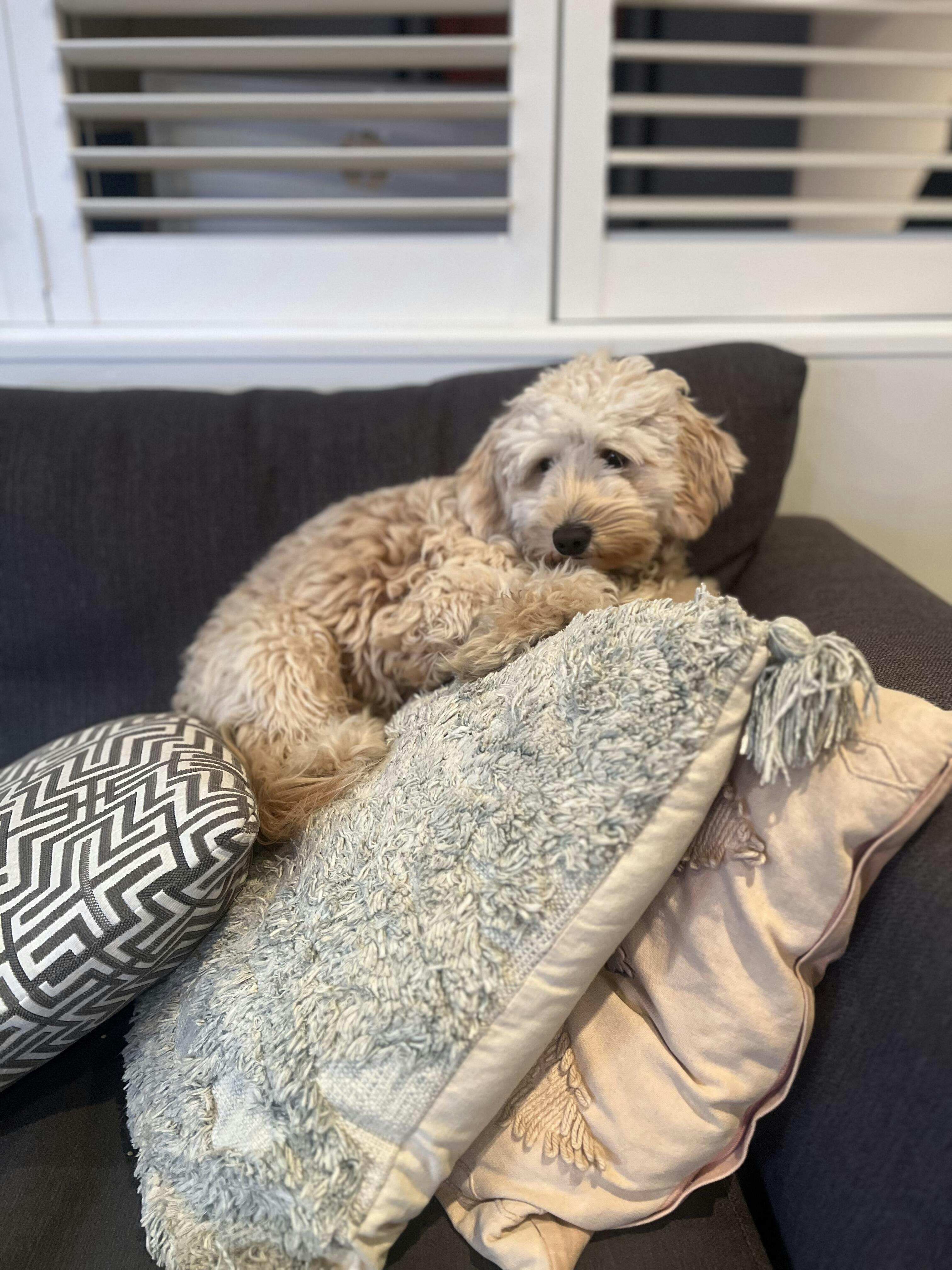 Natural Tendon Dental Chew – Pet Snacks