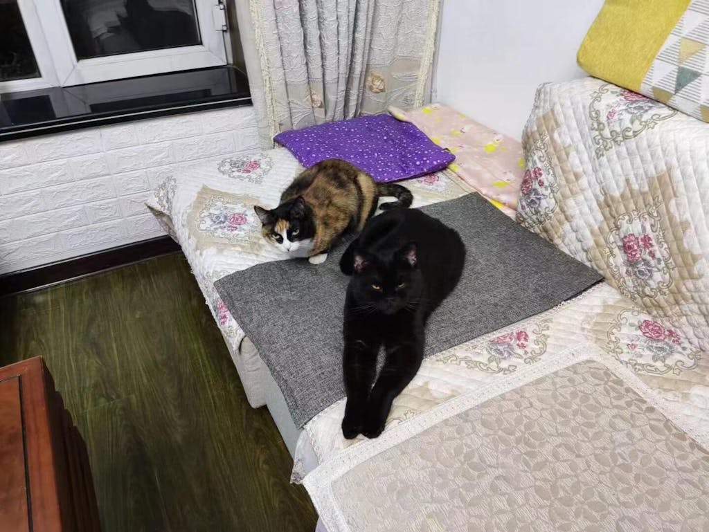 ORAL CAPSULES 【For Cats 2kg】【6 tablets】 - Cure FIP with GS-441524_FIP ...