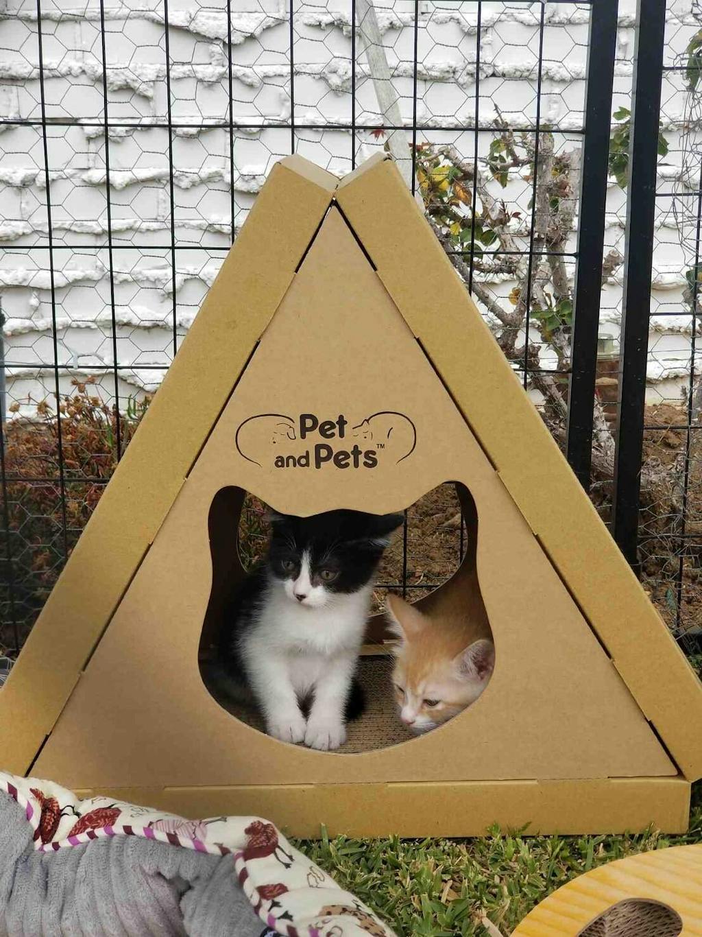 Petique Eco Feline Château Cat House – Petique, Inc.