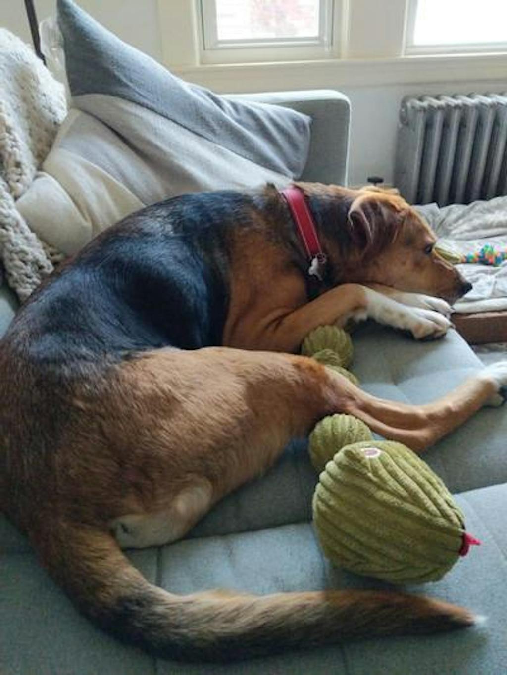 Petique Eco Feline Château Cat House – Petique, Inc.