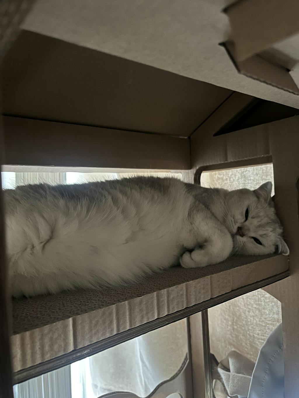 Petique Eco Feline Château Cat House – Petique, Inc.