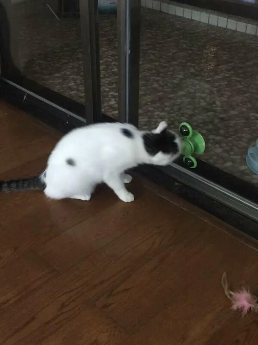Cat Fidget Spinner – Petites Paws