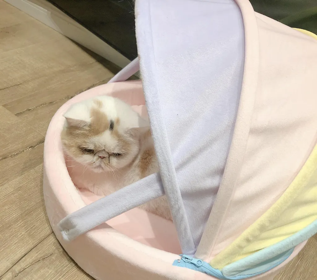 Little Princess Bassinet Cat Bed – Petites Paws