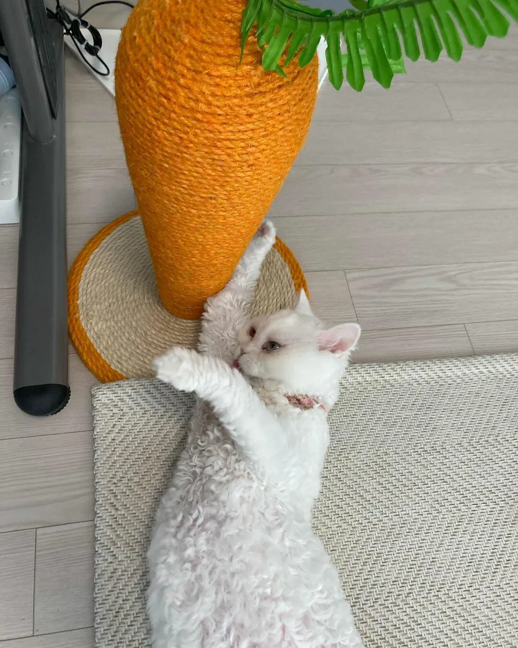 Clawsome Carrot Cat Scratching Post – Petites Paws