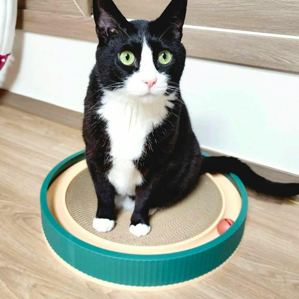 Modern Retro Round Cardboard Cat Scratcher with Ball – Petites Paws