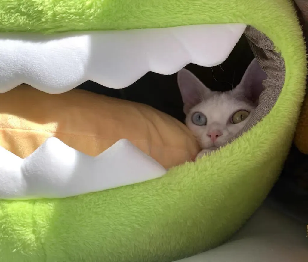 Disney Monsters Inc. Mike Wazowski Cat Bed – Petites Paws