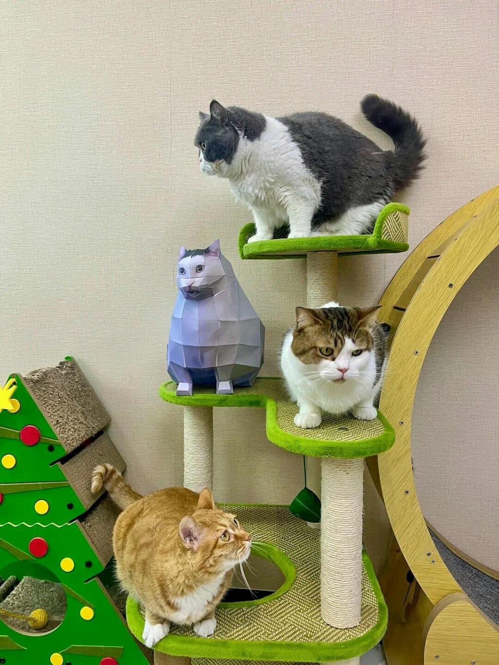 Huh Cat Meme Papercraft Template (Printable PDF, 1:1 & 4") – Petites Paws