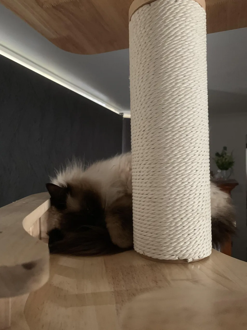 PETOMG Cat Perch, Cat Space Capsule, Cat Bed Furniture, Cat Wall Mount ...