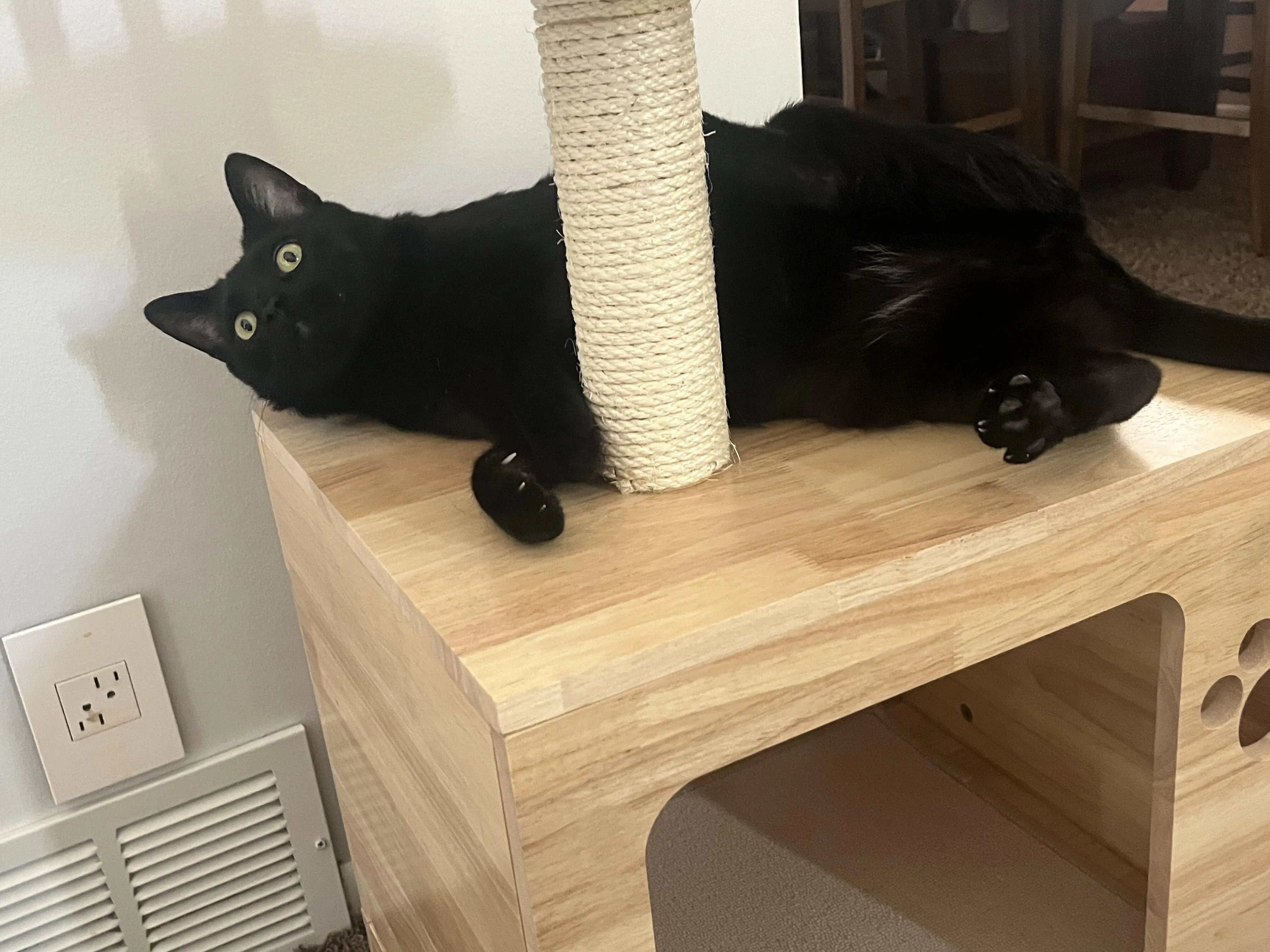 Cat Shelves Set, Cat Wall Furniture, Cat Perch | PETOMG | Rubberwood ...