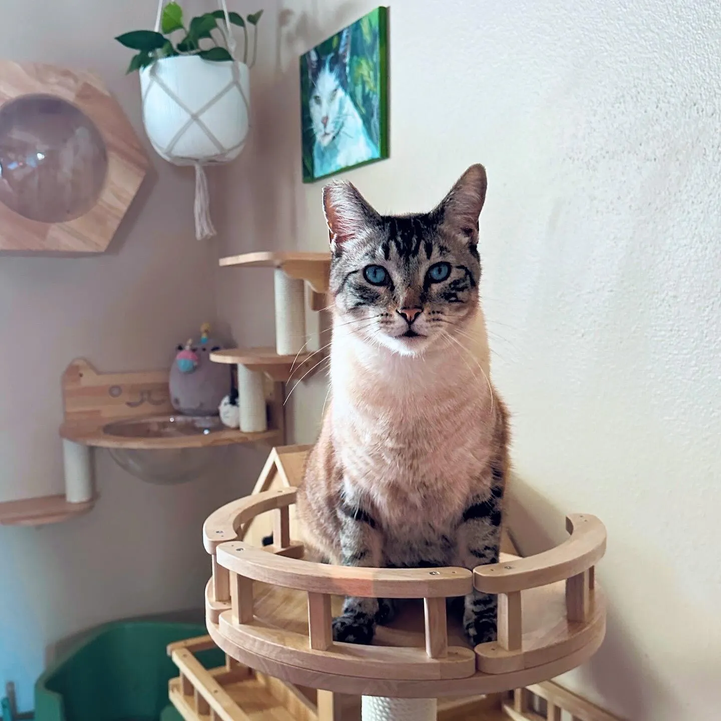 Cat Shelves Set, Cat Wall Furniture, Cat Perch | PETOMG | Rubberwood ...