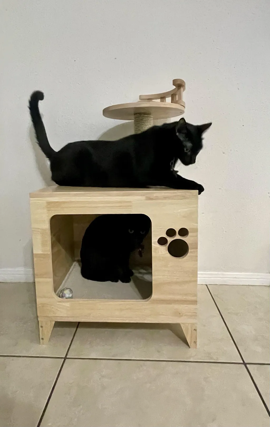 PETOMG Cat Perch, Cat Space Capsule, Cat Bed Furniture, Cat Wall Mount ...