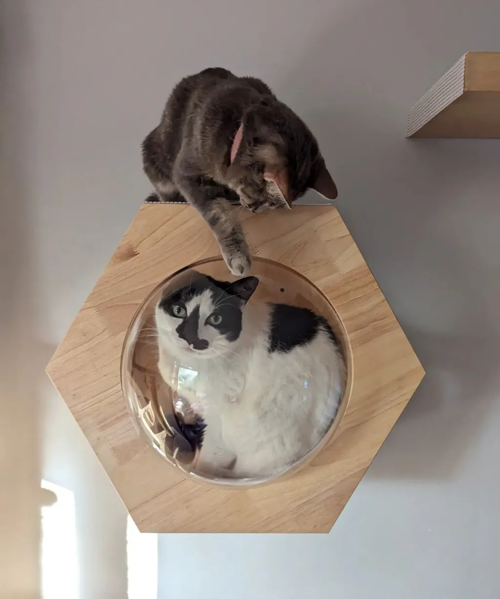 Cat Shelves Set, Cat Wall Furniture, Cat Perch | PETOMG | Rubberwood ...
