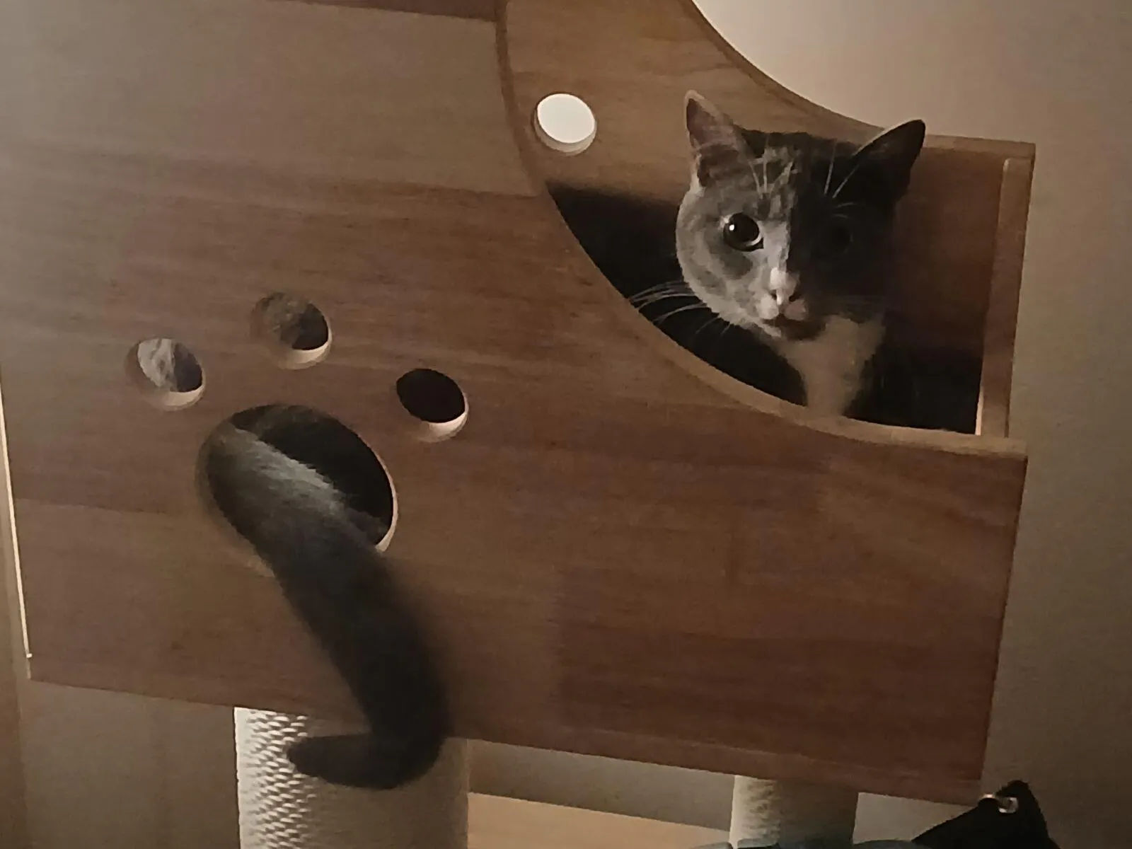 PETOMG Cat Perch, Cat Space Capsule, Cat Bed Furniture, Cat Wall Mount ...