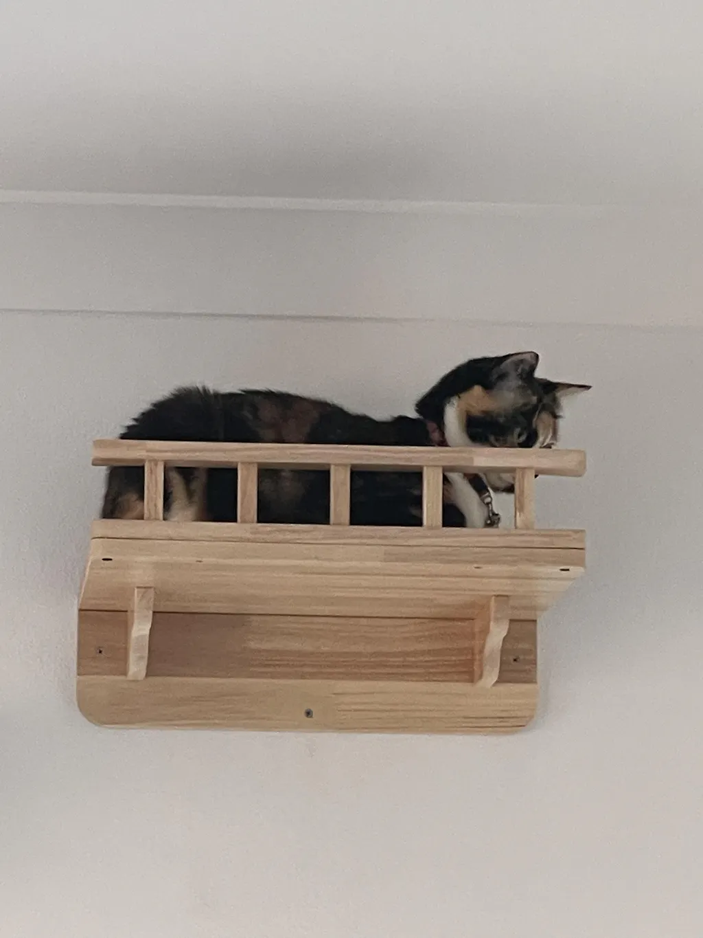 PETOMG Cat Perch, Cat Space Capsule, Cat Bed Furniture, Cat Wall Mount ...