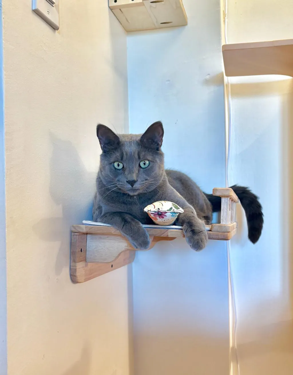 PETOMG Cat Perch, Cat Space Capsule, Cat Bed Furniture, Cat Wall Mount ...