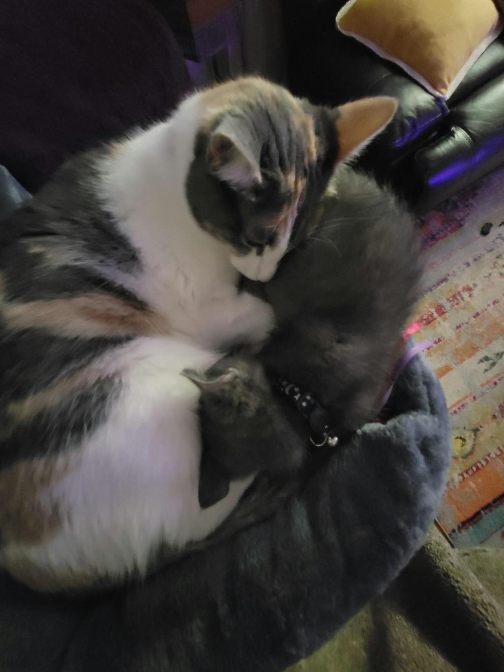 Petree XL Waste Bin 7 Litres | Petree Litter Boxes