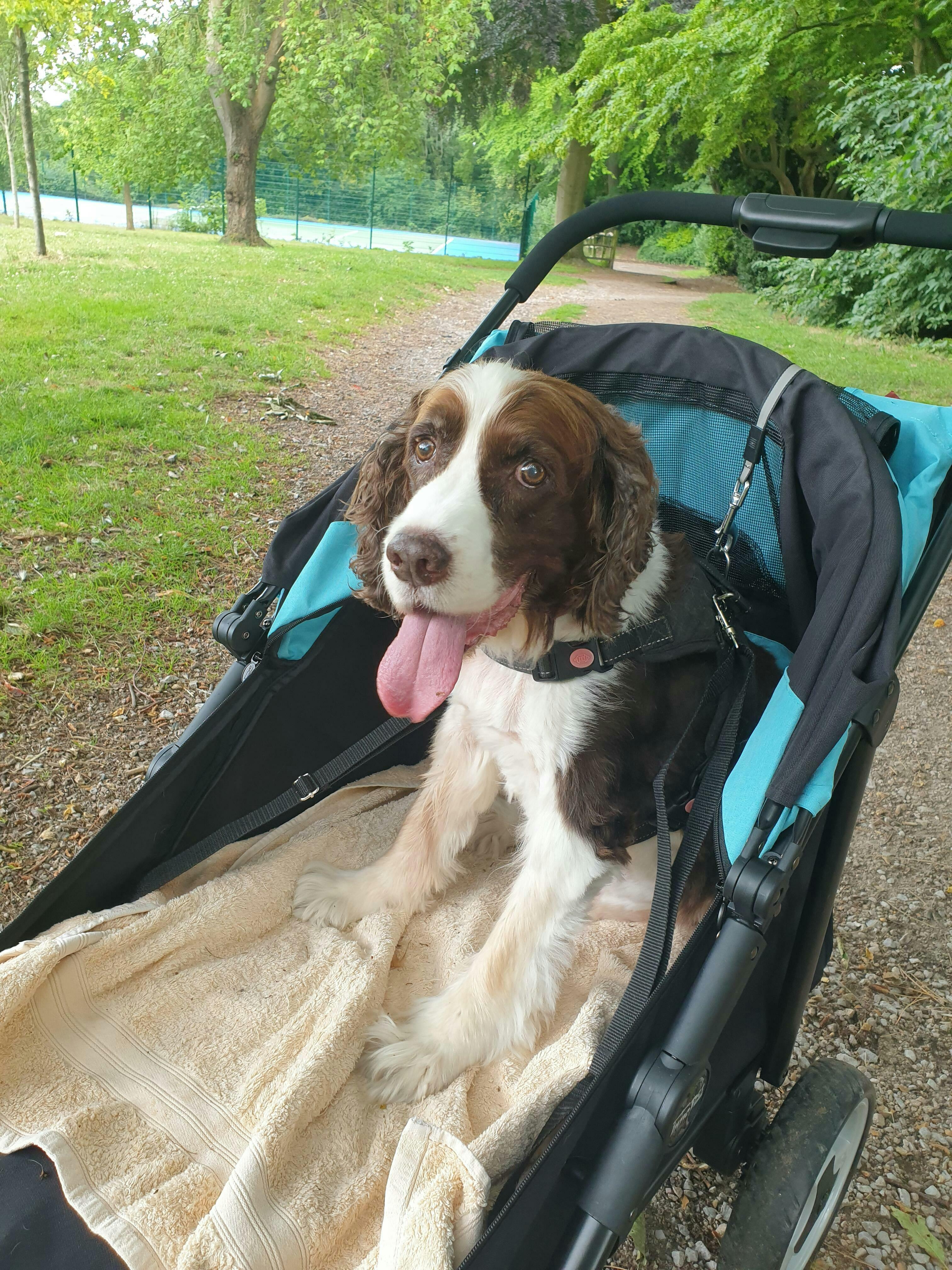 InnoPet® Mamut | >50kgs XLarge Dog Pram UK, Dog Stroller IPS-038 – Pets ...