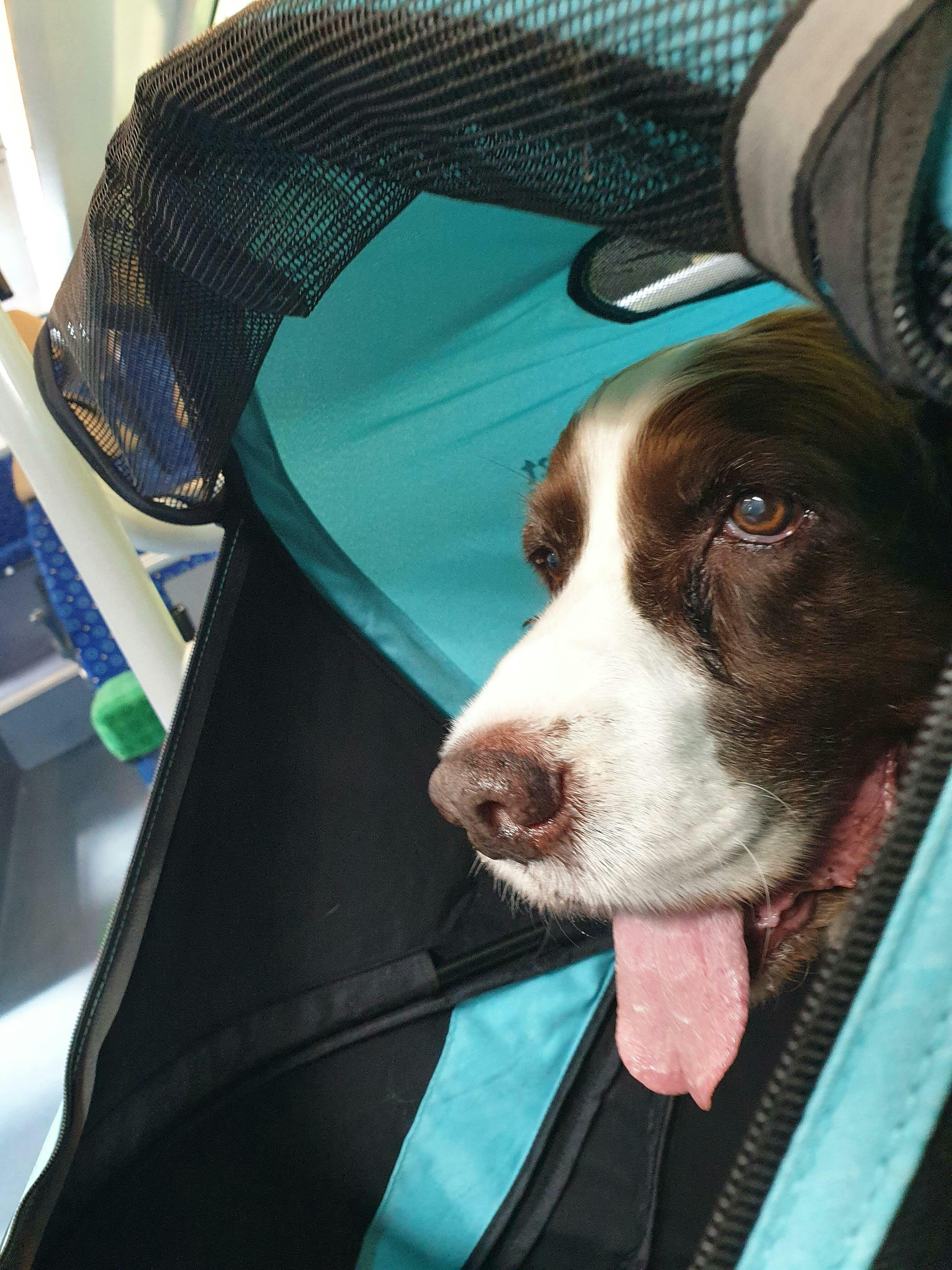 InnoPet® Mamut | >50kgs XLarge Dog Pram UK, Dog Stroller IPS-038 – Pets ...