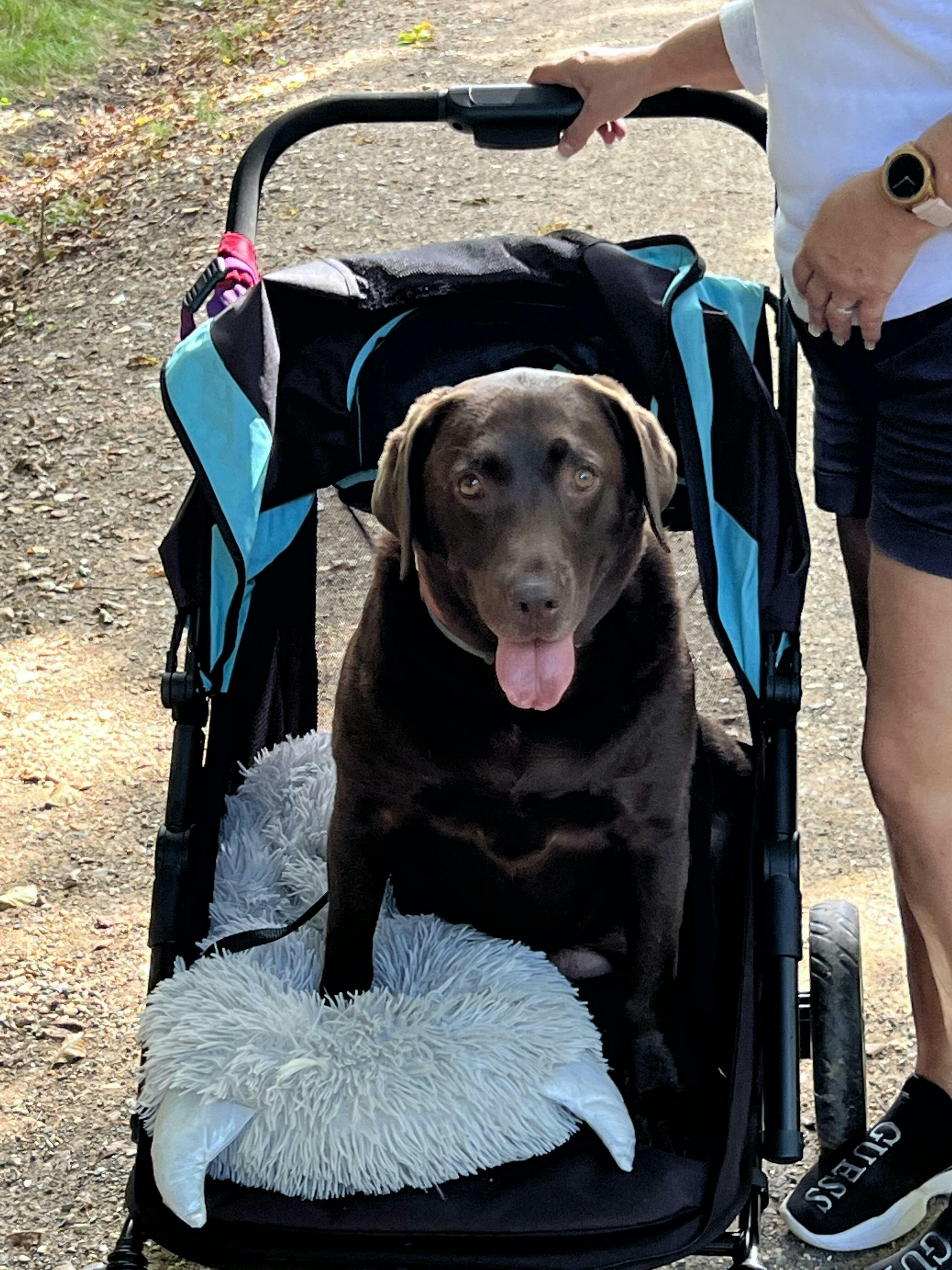 InnoPet® Mamut | >50kgs XLarge Dog Pram UK, Dog Stroller IPS-038 – Pets ...